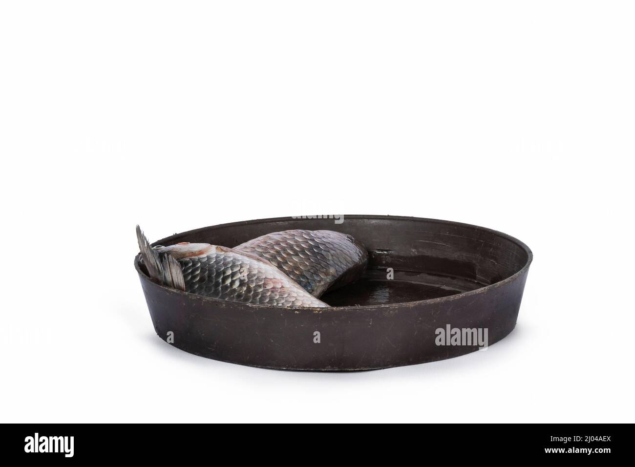 Iron plate with 2 raw unprepared dead fish. Isolated on a white ...