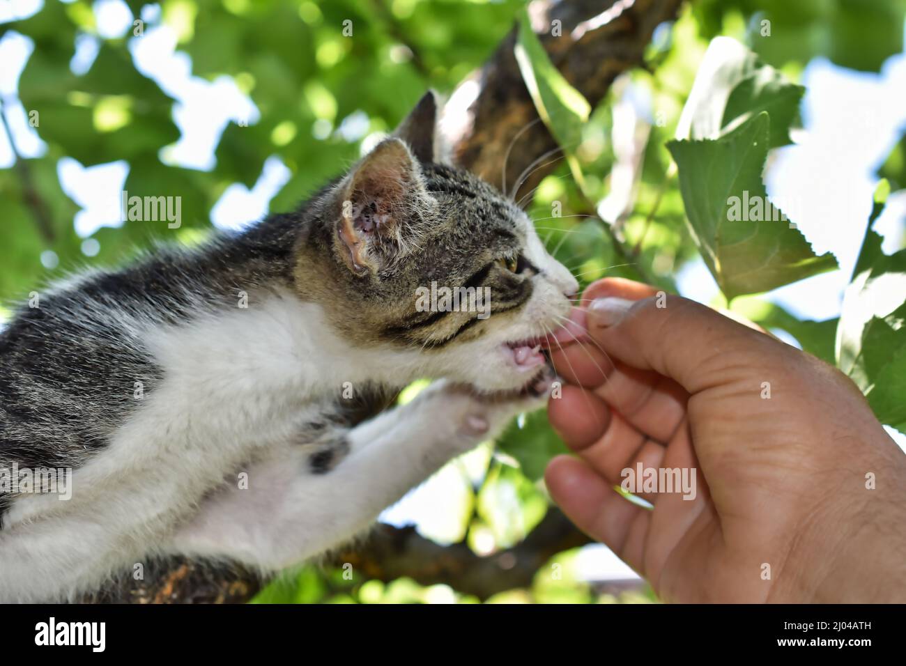 little kitten eating food and top of tree branch Stock Photo - Alamy