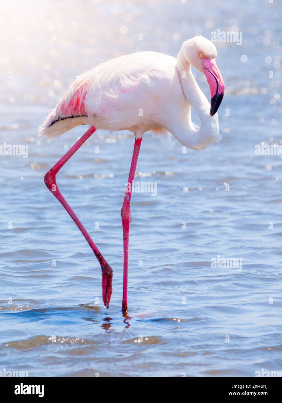 Flamingo walk in shallow water Stock Photo - Alamy