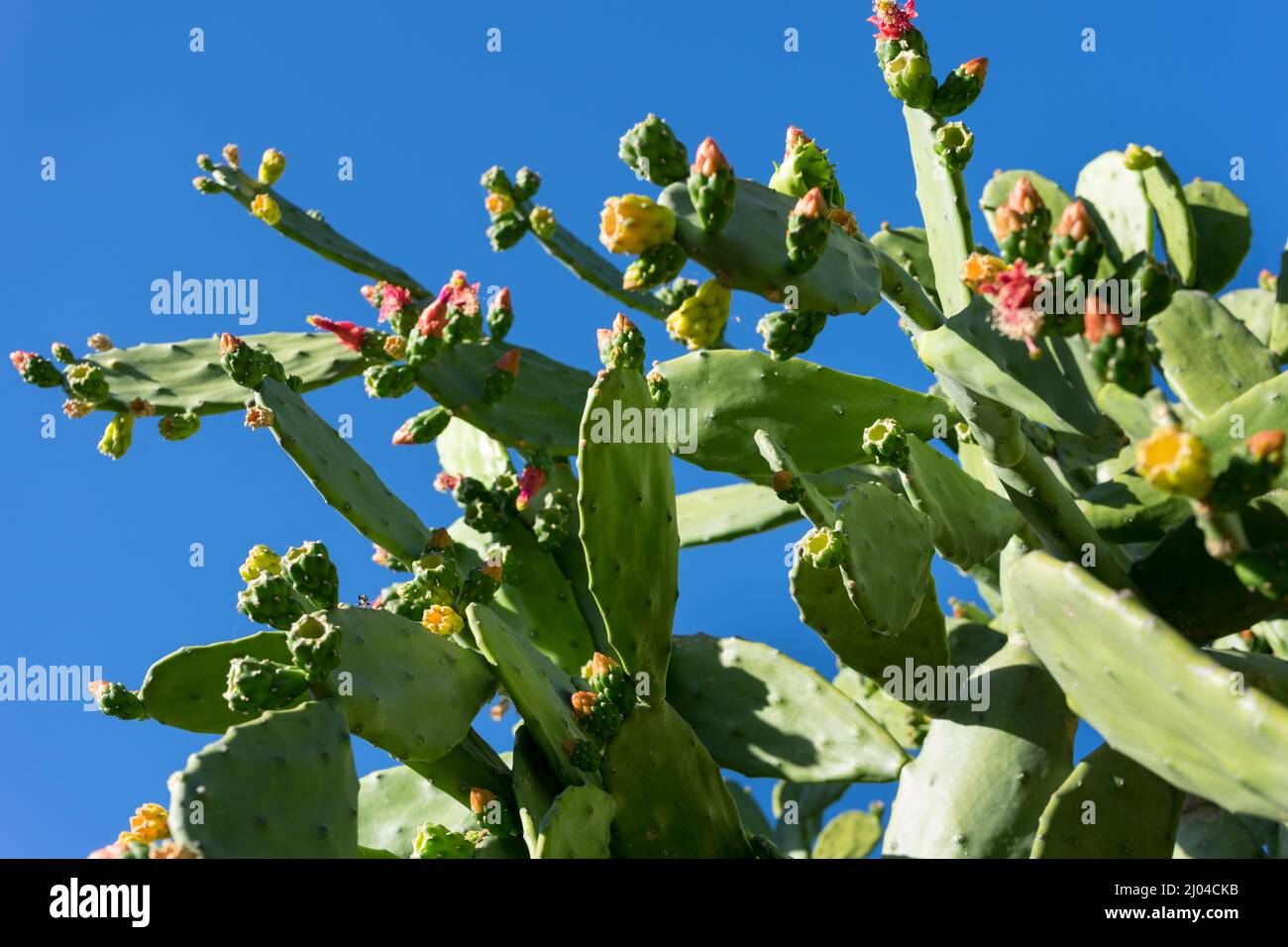 Mexican nopal cactus Stock Photo - Alamy