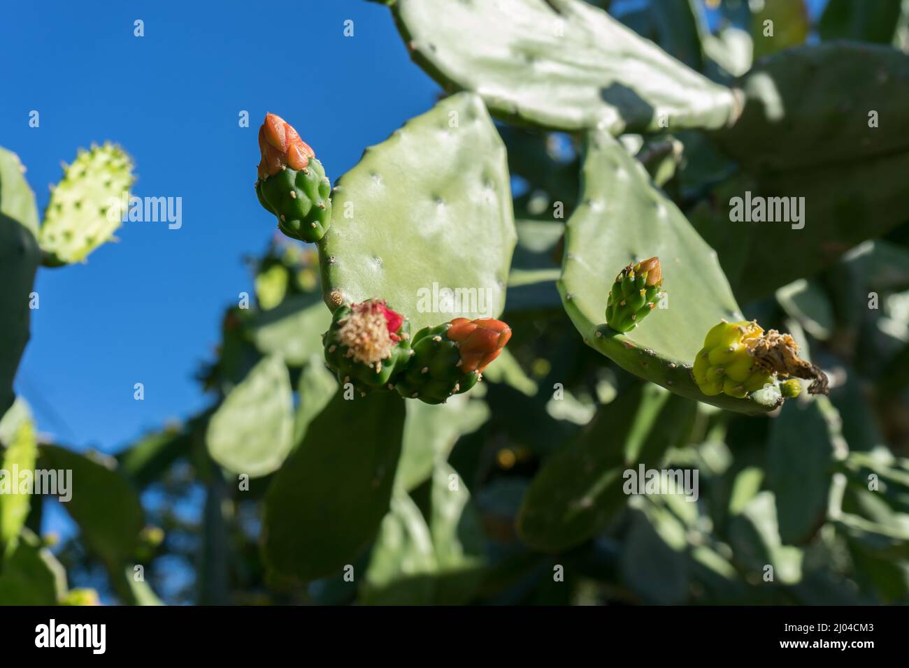 White nopal hi-res stock photography and images - Alamy