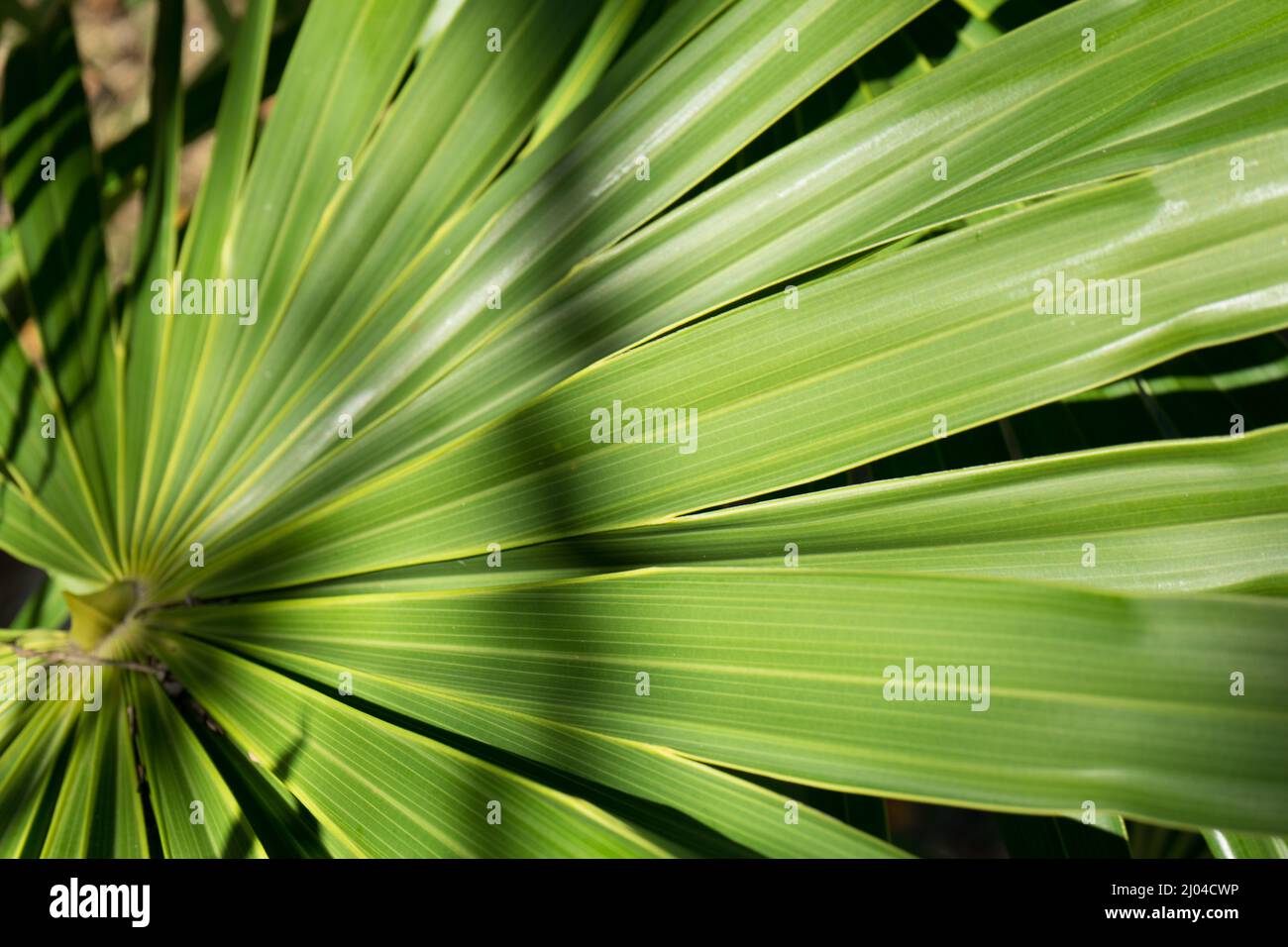 Palm tree texture Stock Photo - Alamy