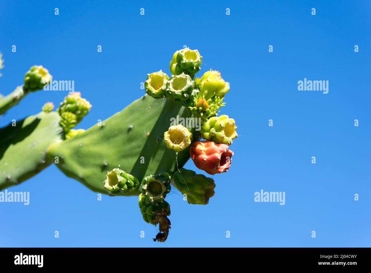 Mexican nopal cactus Stock Photo - Alamy
