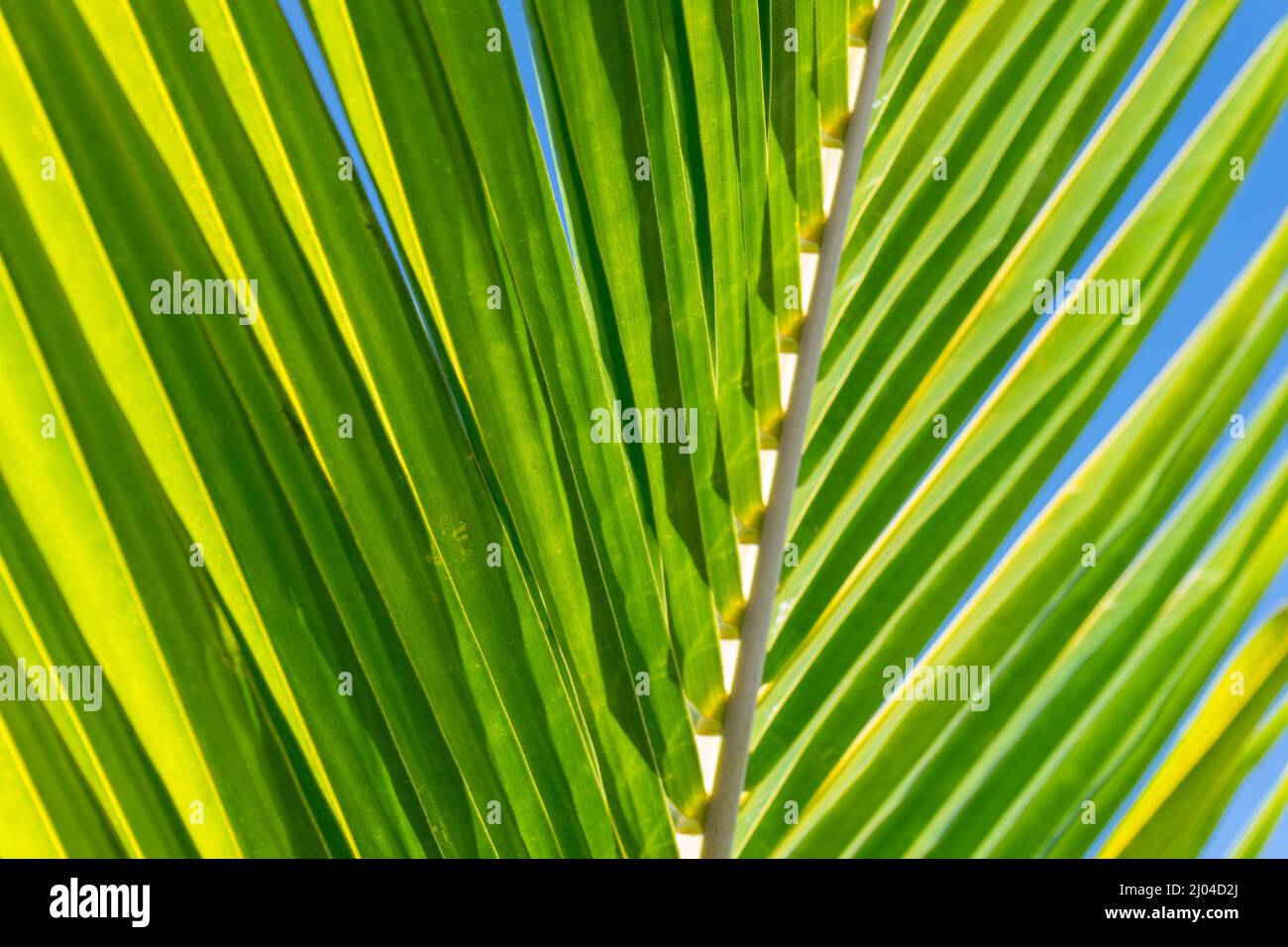 Palm tree texture Stock Photo - Alamy