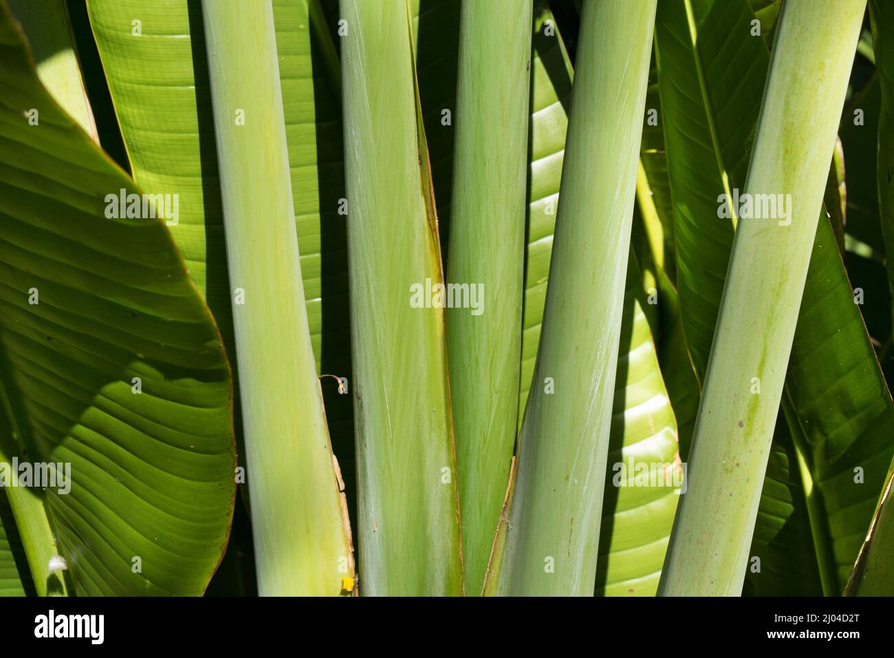 Palm tree texture Stock Photo - Alamy