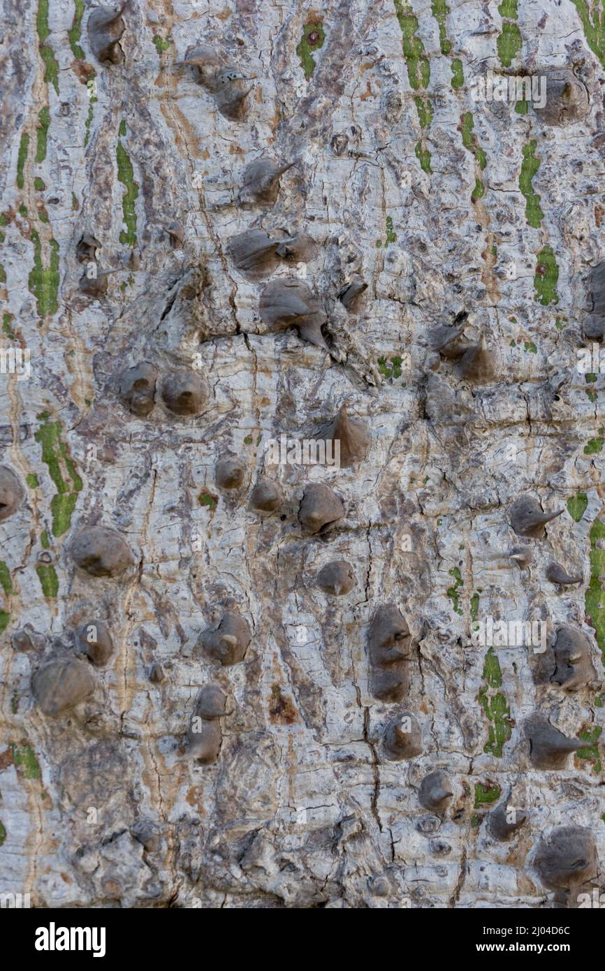 Ceiba tree trunk Stock Photo - Alamy
