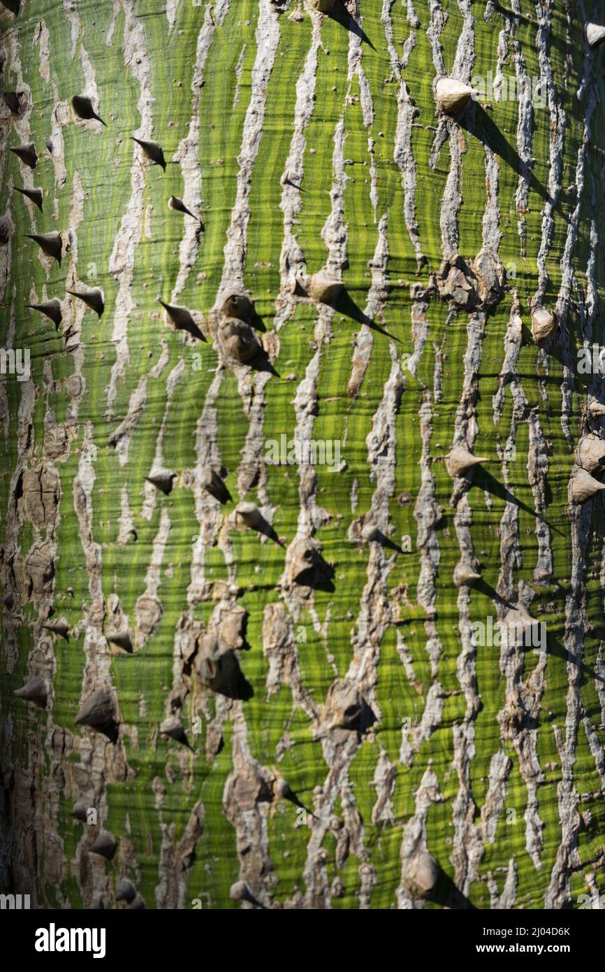 Ceiba tree trunk hi-res stock photography and images - Alamy