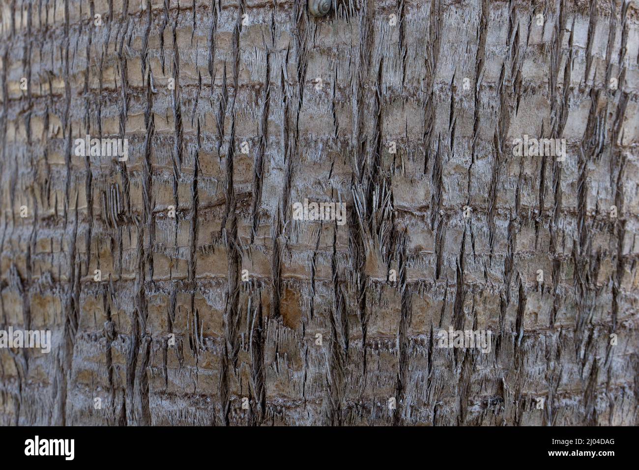 Tree trunk texture Stock Photo - Alamy