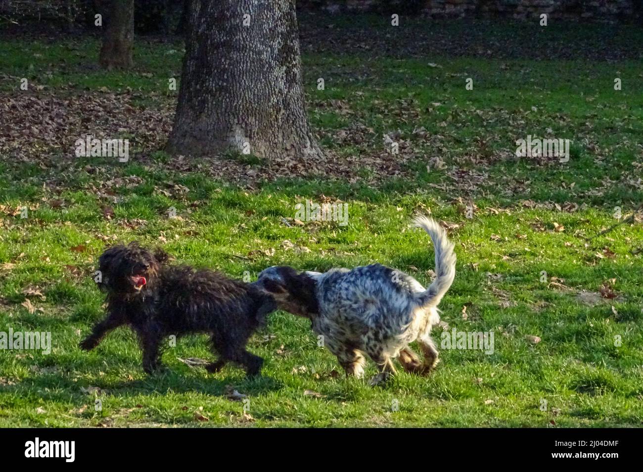 Beautiful shot of Catalan Sheepdog and English Setter dog playing in ...
