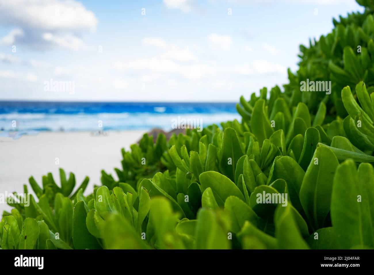 Seamless tropical island pattern hi-res stock photography and images ...