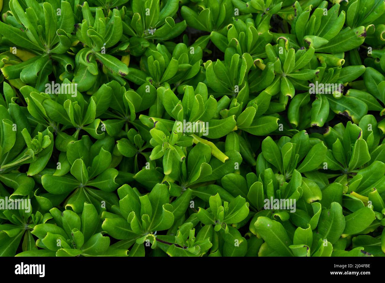 Green plants texture hi-res stock photography and images - Alamy