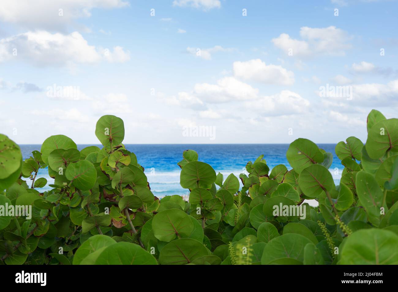 Seamless tropical island pattern hi-res stock photography and images ...