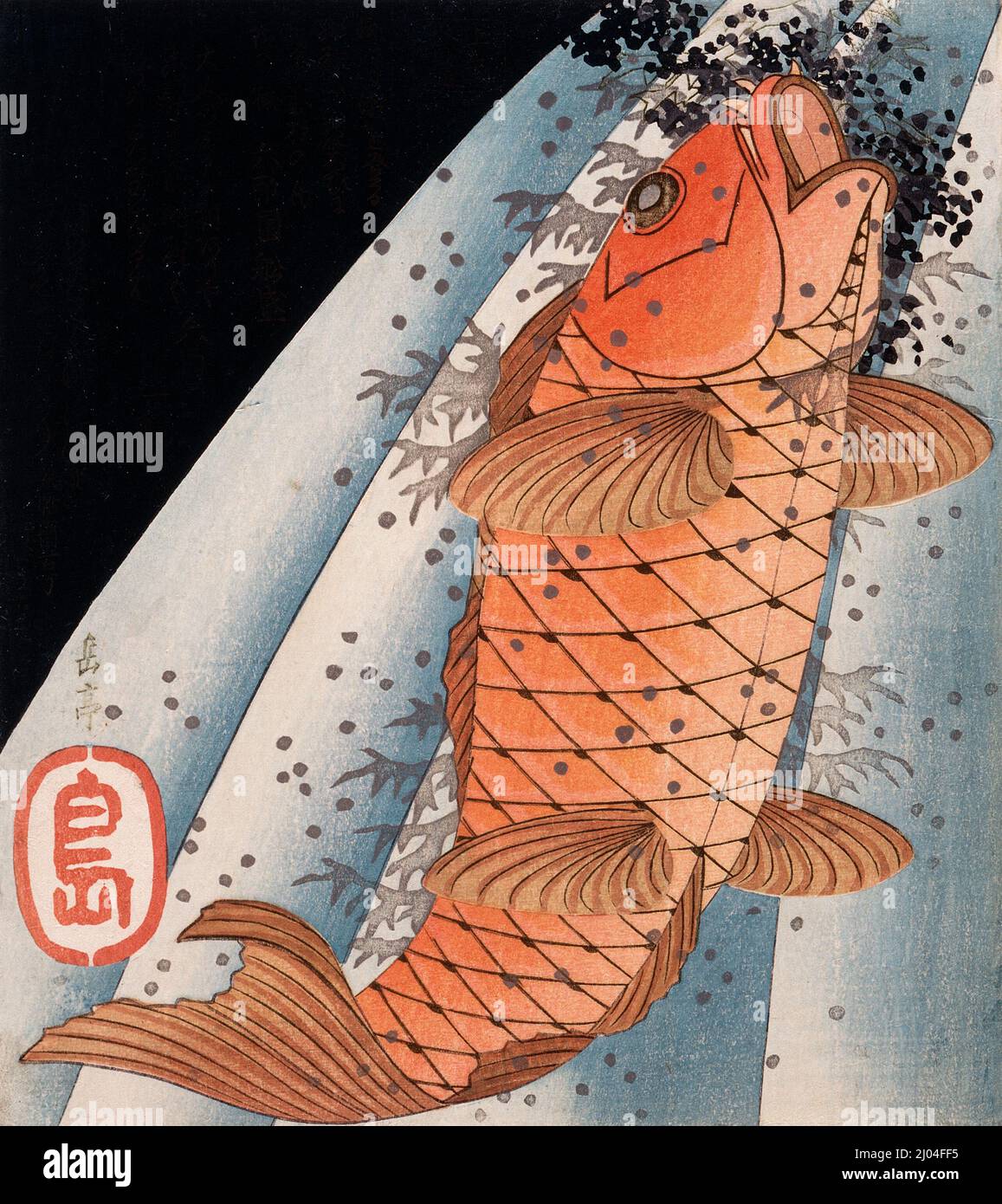 Carp swimming up a waterfall hi-res stock photography and images - Alamy