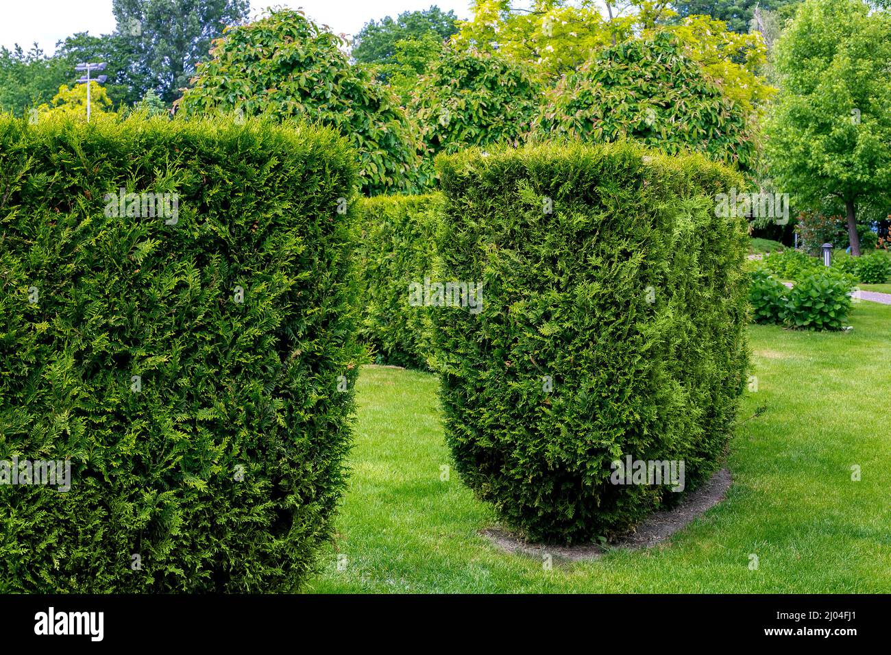 Landscaped garden trimmed hedge hi-res stock photography and images - Alamy