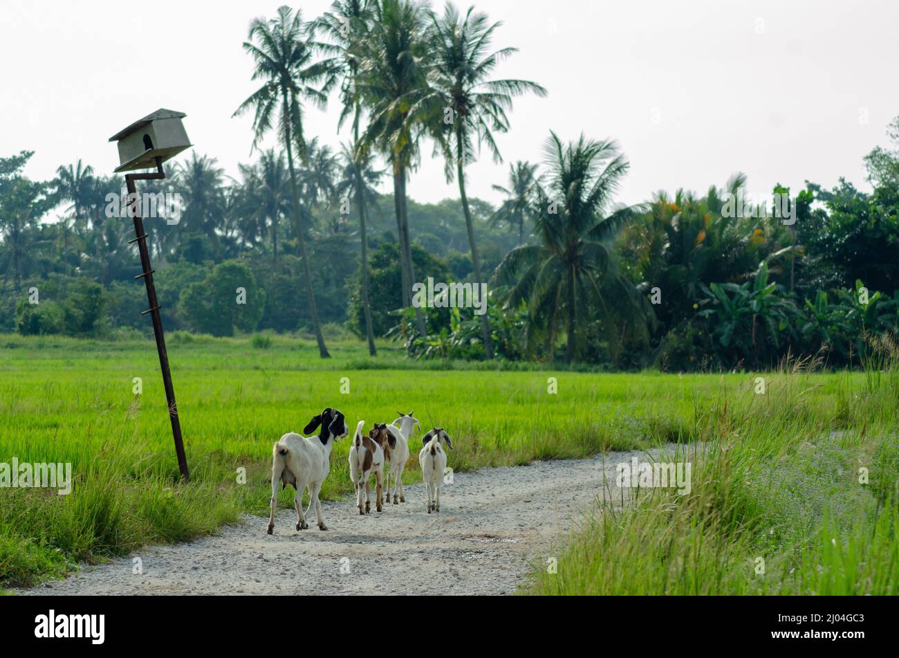Goat walk at the rural path in paddy field. Malaysia village scene ...