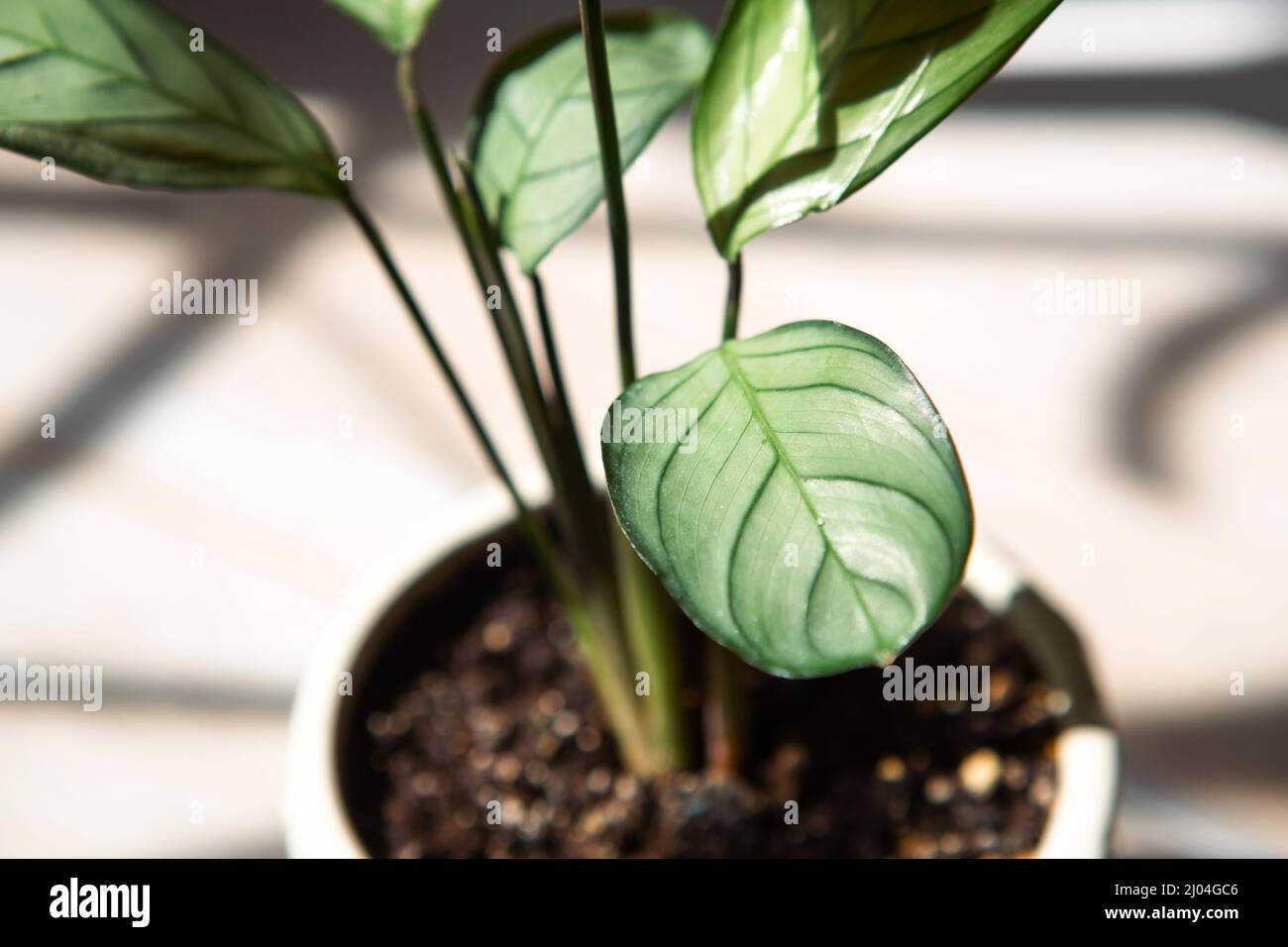 Ctenanthe burle-marxii Amagris, Calathea mint close-up leaf on the ...