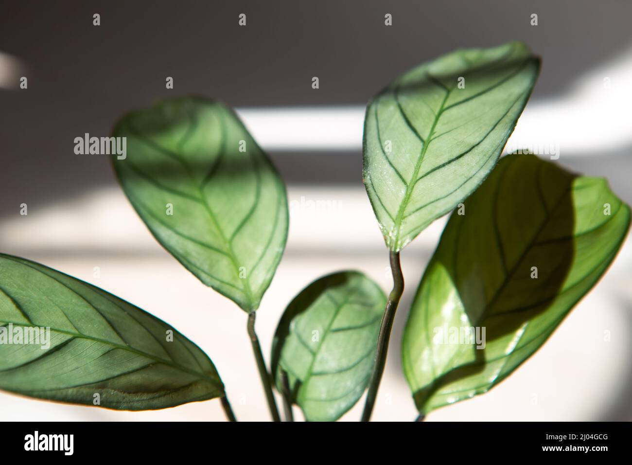 Ctenanthe burle-marxii Amagris, Calathea mint close-up leaf on the ...