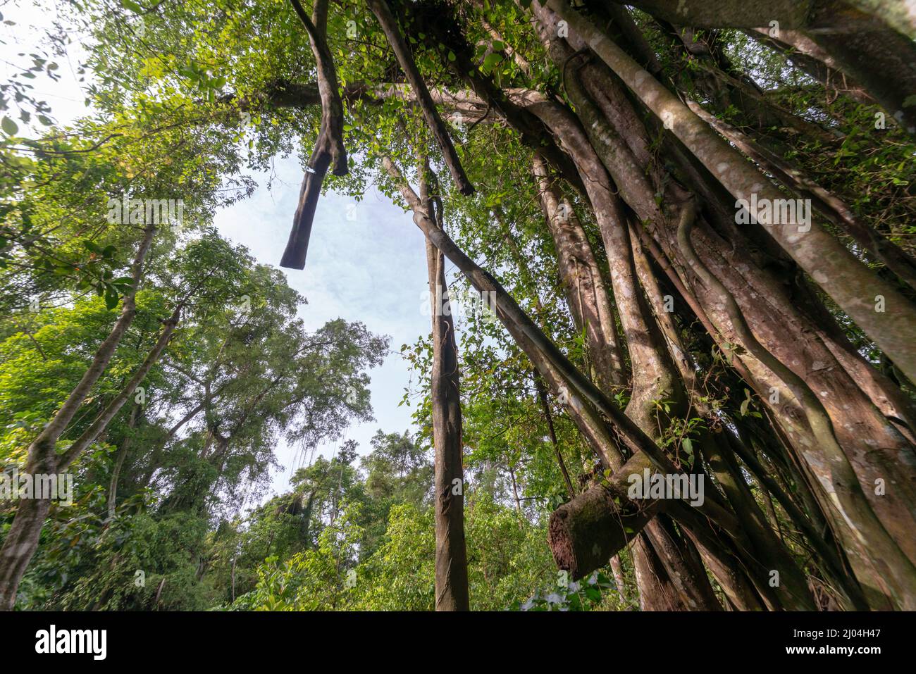 Malaysia rainforest tree branches under blue sky Stock Photo - Alamy