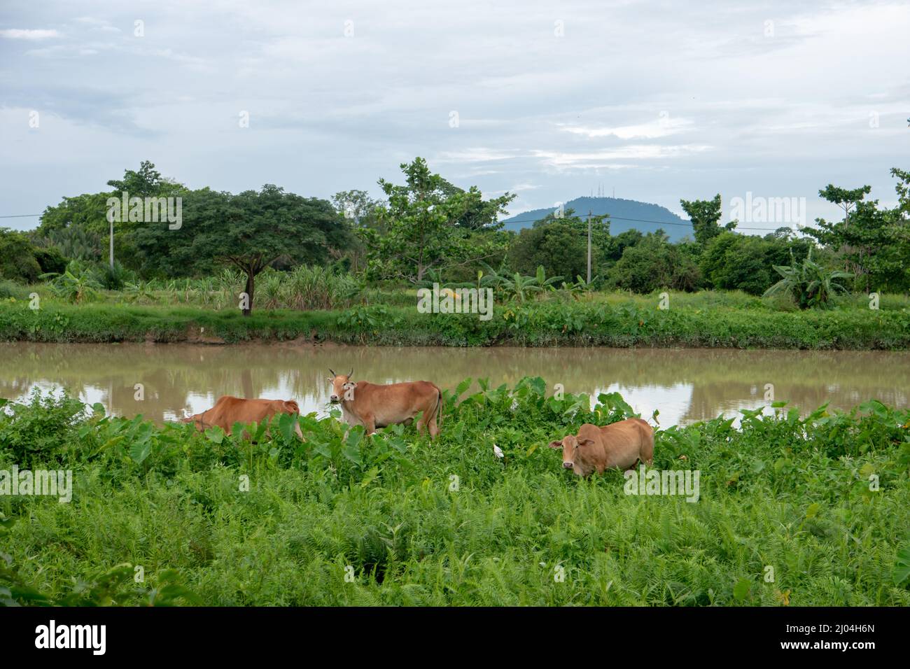 Herd of cows grazing grass beside river. Malaysia kampung green scenery ...