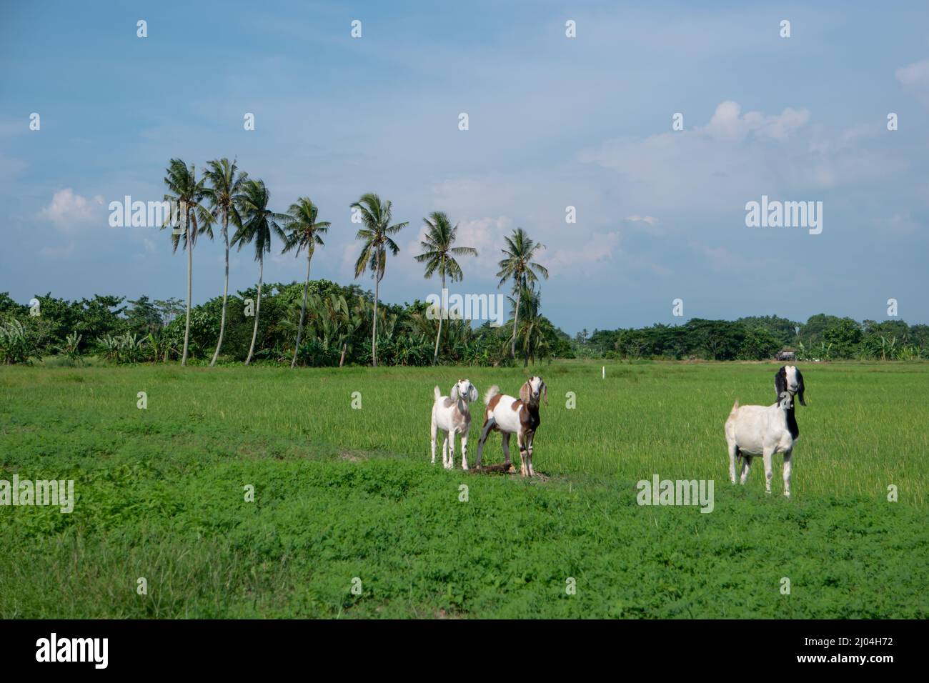 Goats walk. Background is paddy field and coconut plantation Stock ...