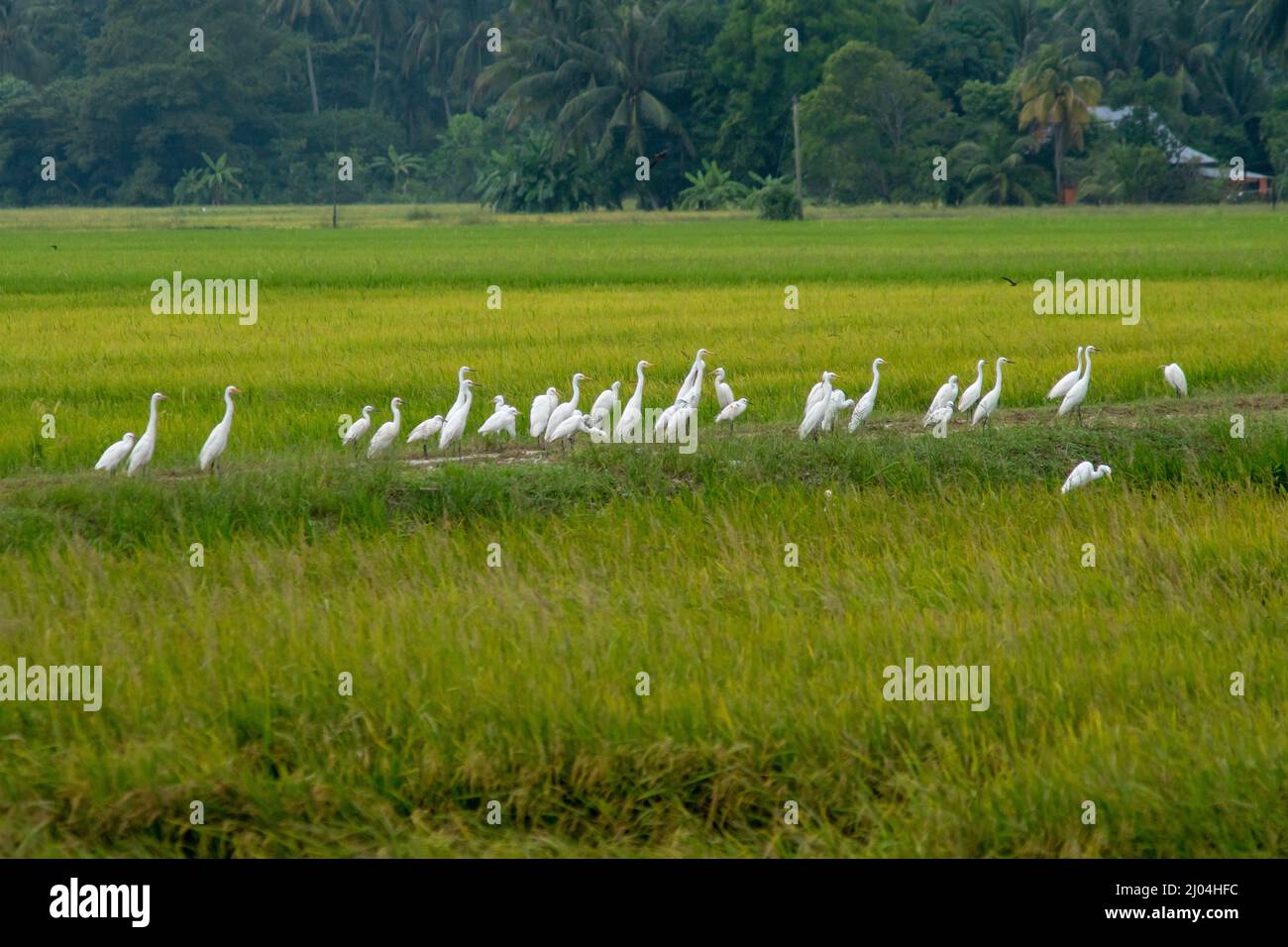 White egret birds is stay at paddy field look for food. Natural life ...
