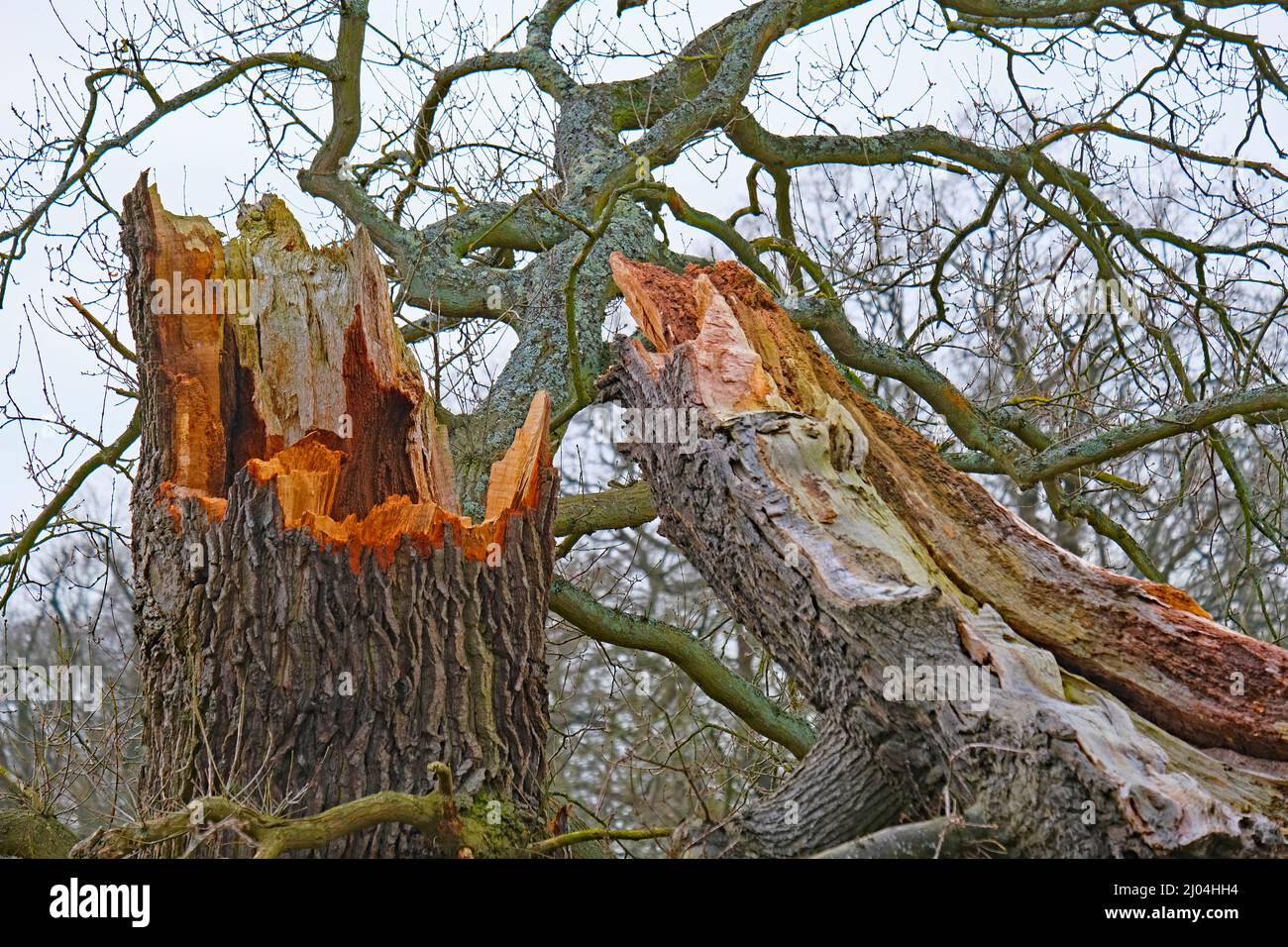 Winter snap! Tree brought down to earth by late winter storms. Woburn ...