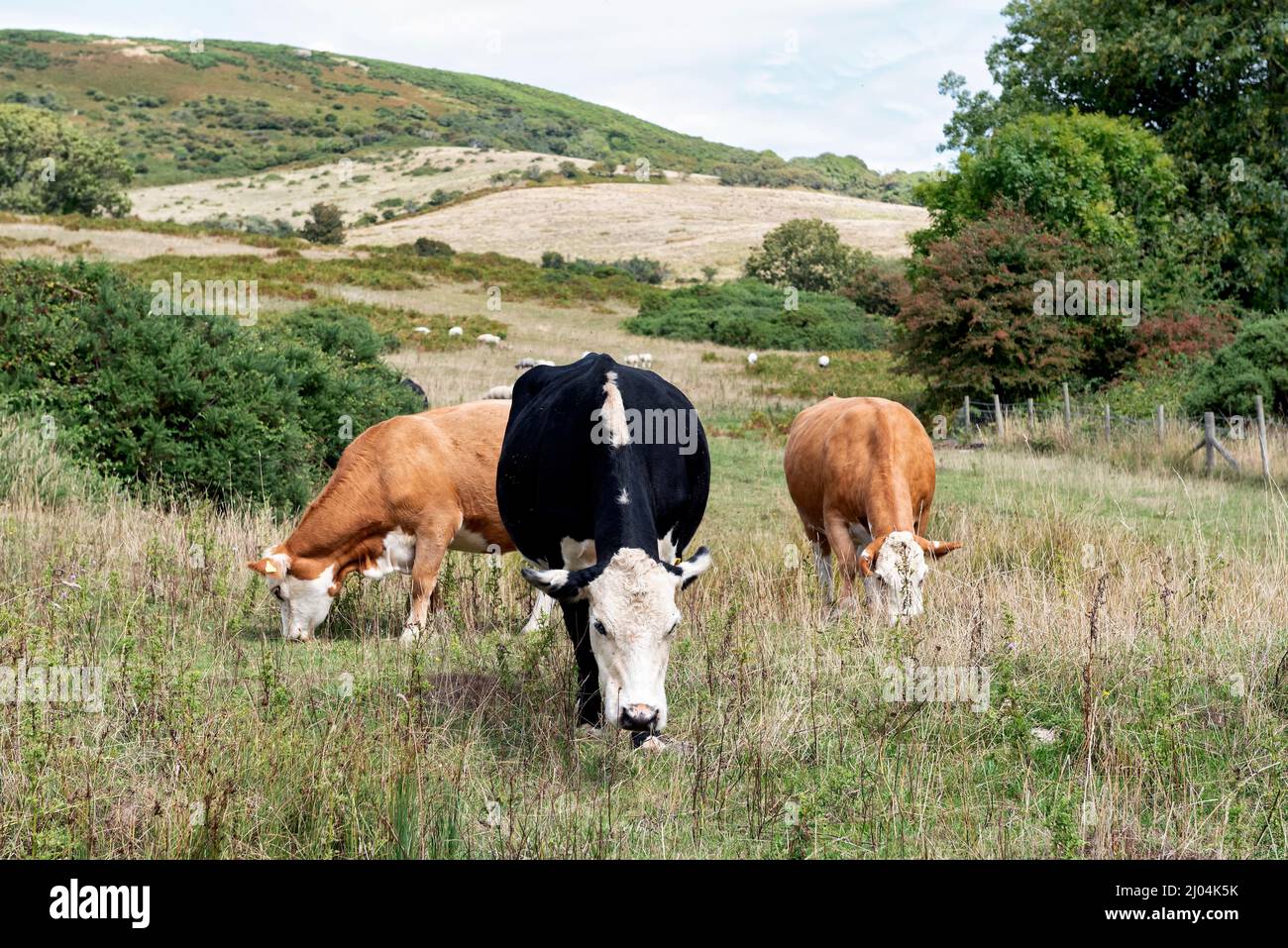 Cattle grazing in the field Stock Photo - Alamy