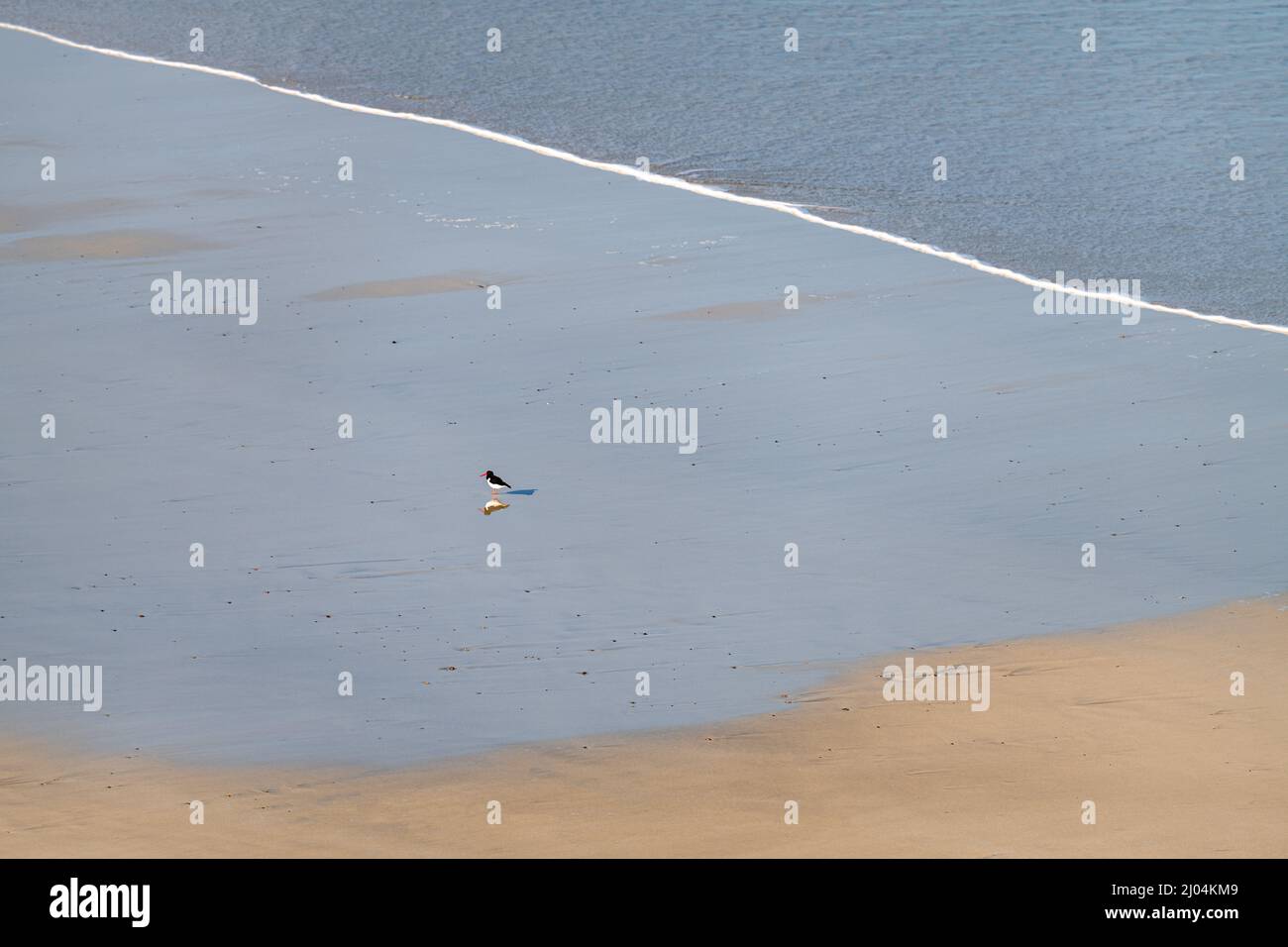 An isolated Oyster Catcher on The North West Beach at MacChair Carnish ...