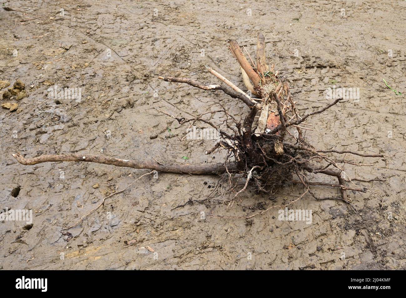 Pulled up from the ground hi-res stock photography and images - Alamy