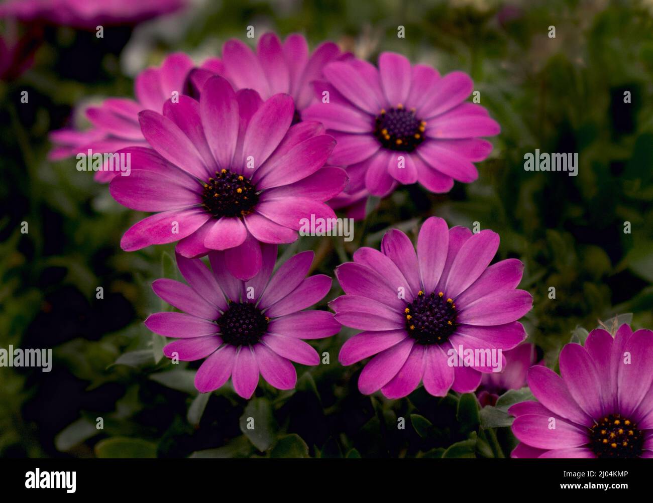 African Daisies in Full Bloom Stock Photo - Alamy