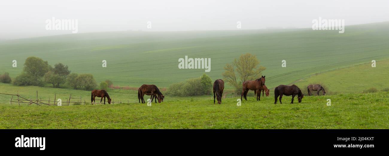 Horses in a pasture near Folkusova village, Slovakia Stock Photo - Alamy