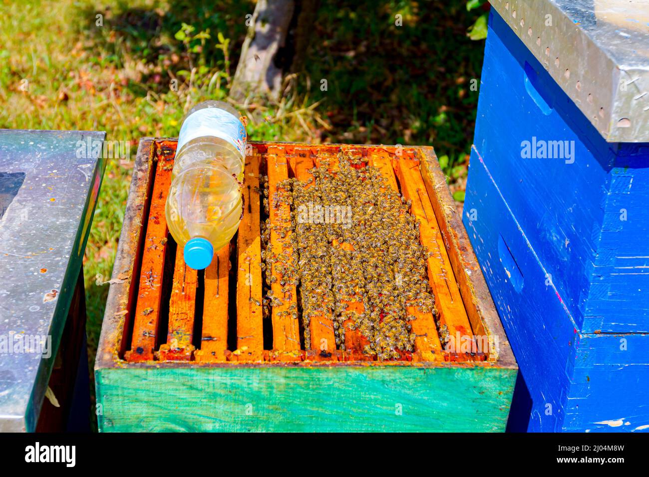 Above view on opened beehive, bees are crawl along the hive on ...