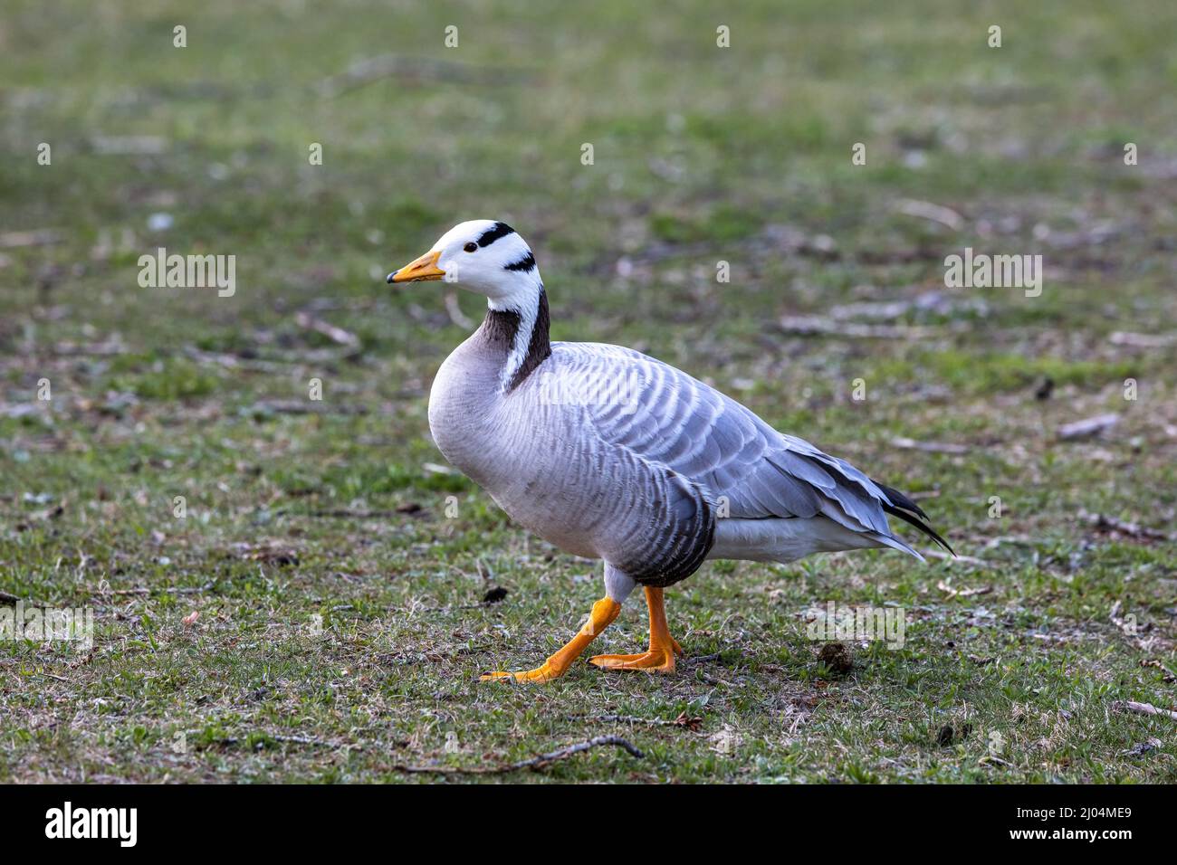 The bar-headed goose, Anser indicus is a goose that breeds in Central ...