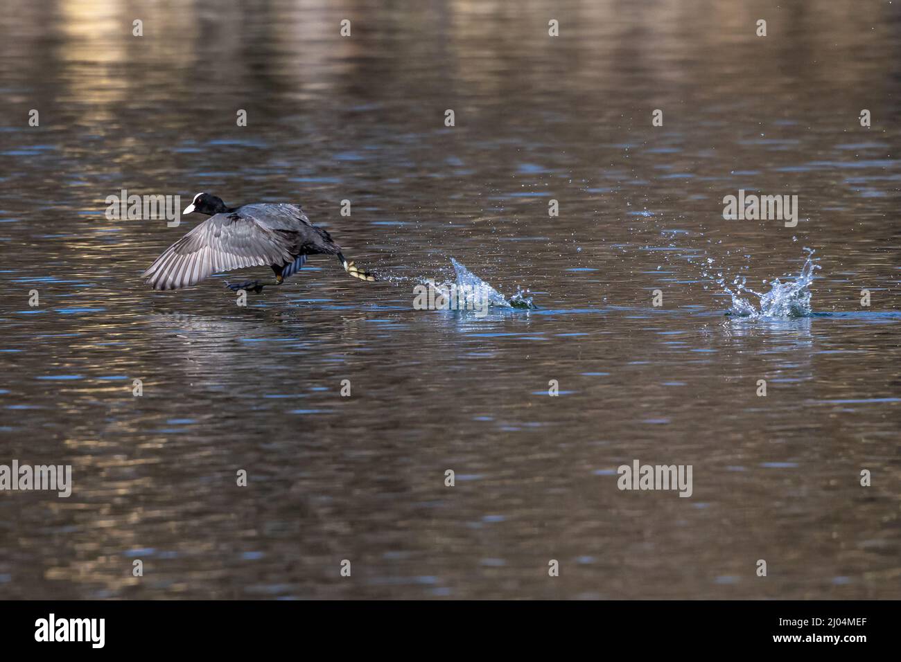 The Eurasian coot, Fulica atra, also known as the common coot, or ...