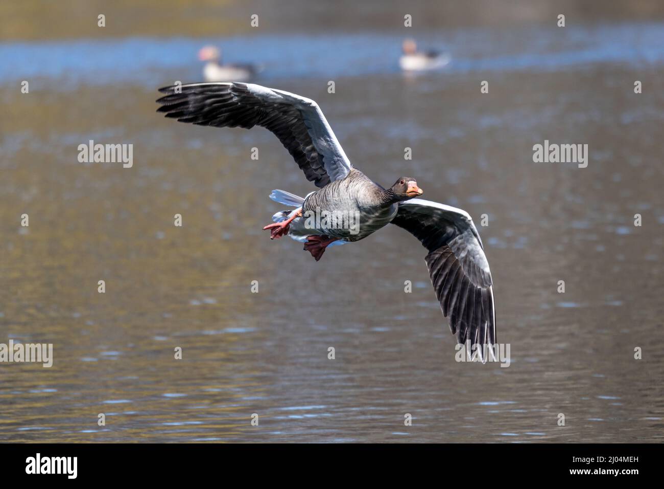 The greylag goose, Anser anser is a species of large goose in the ...