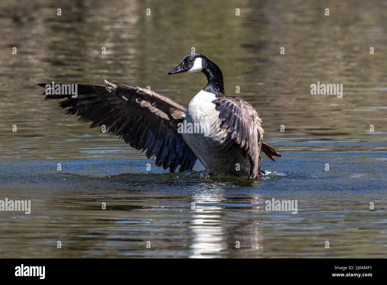 The Canada Goose, Branta canadensis at a Lake near Munich in Germany ...