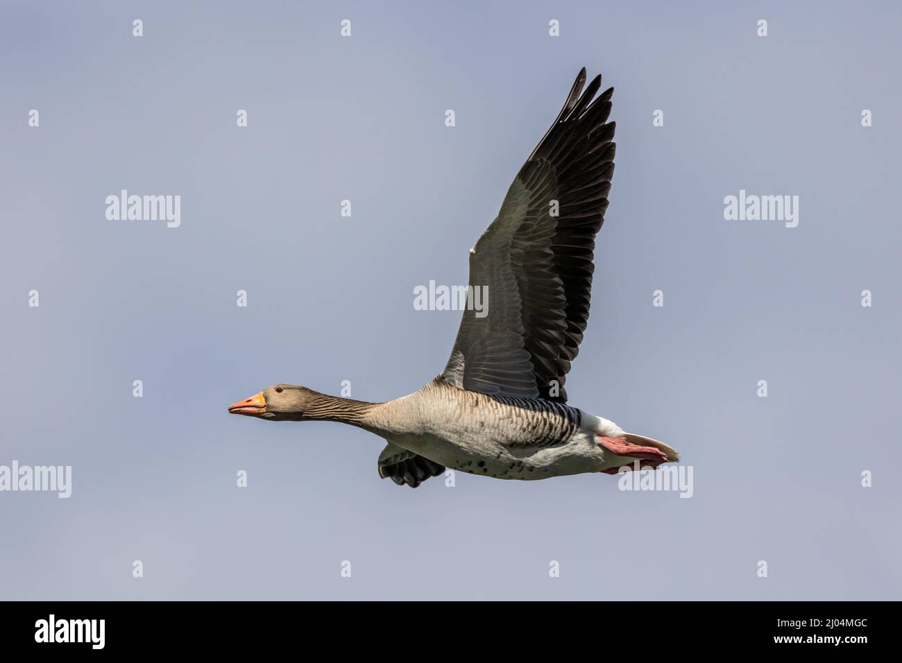 The greylag goose, Anser anser is a species of large goose in the ...