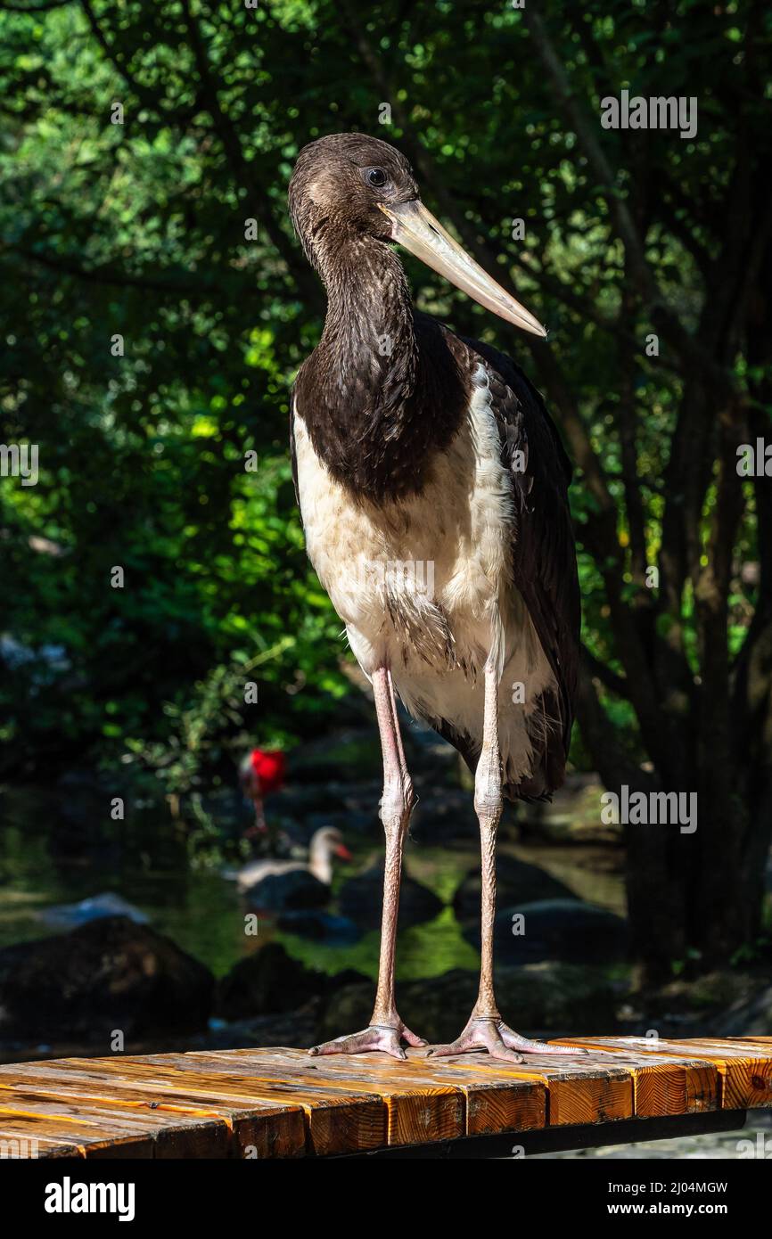 The Black stork, Ciconia nigra is a large bird in the stork family ...