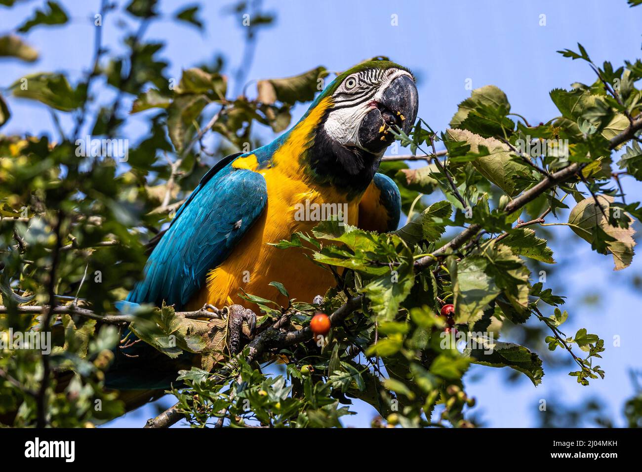 The Blue-and-yellow Macaw, Ara ararauna also known as the blue-and-gold macaw, is a large South ...