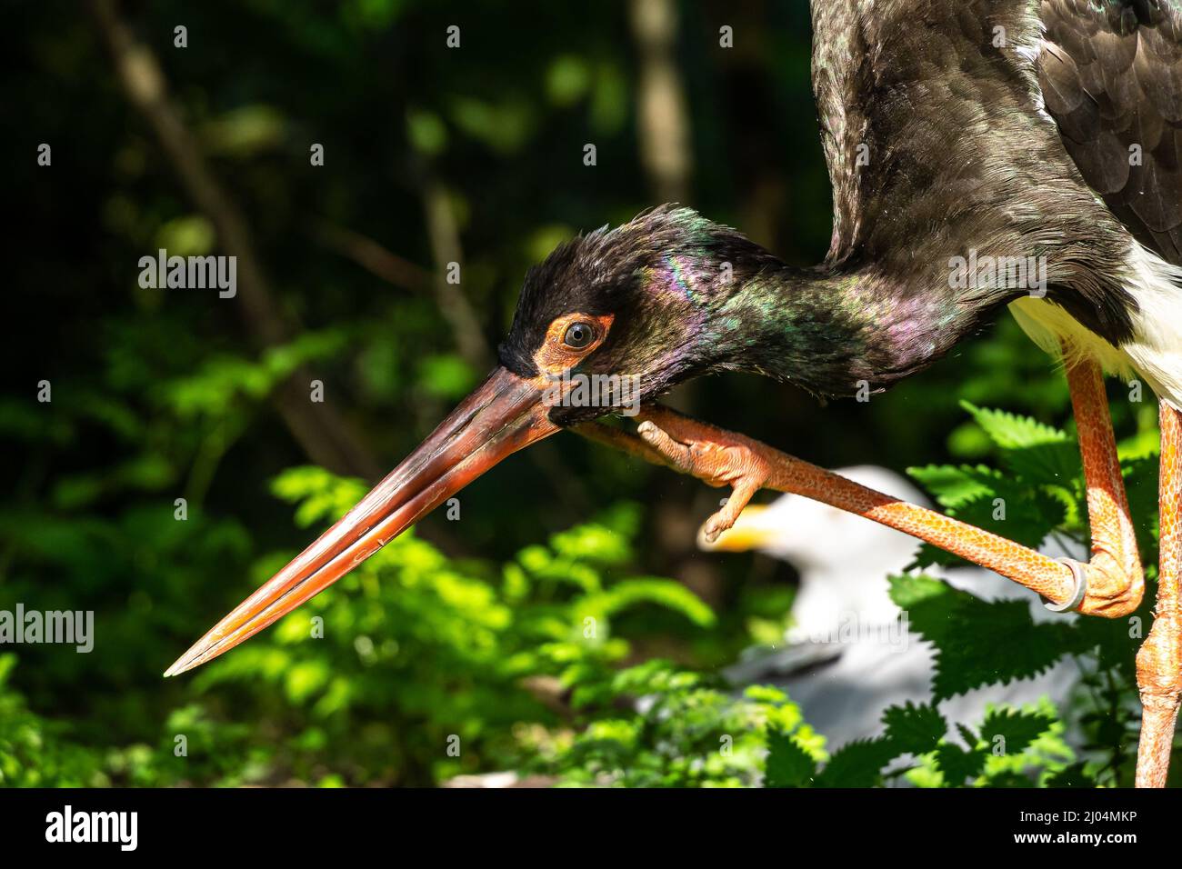 The Black stork, Ciconia nigra is a large bird in the stork family ...