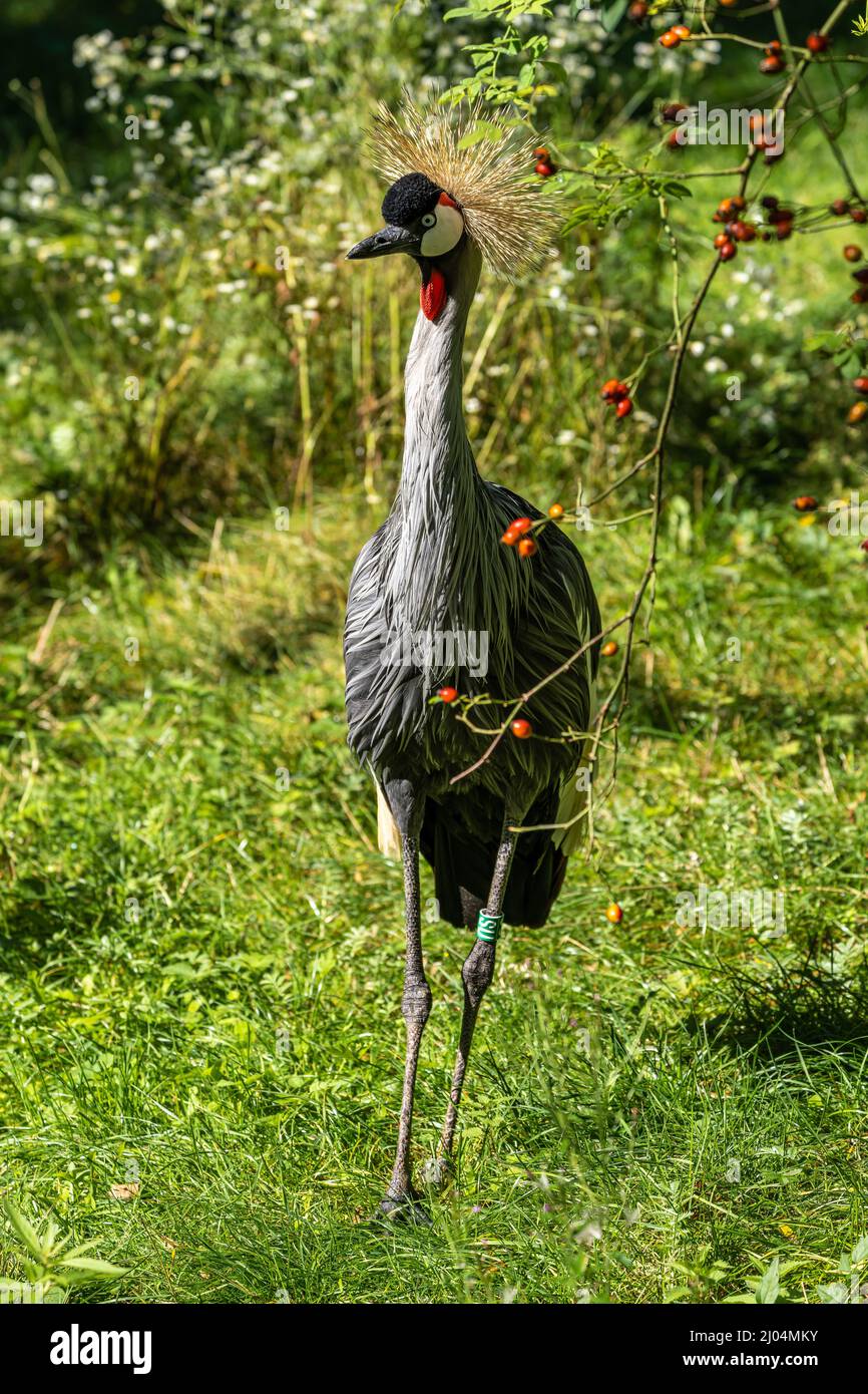 The Black Crowned Crane, Balearica pavonina is a bird in the crane ...