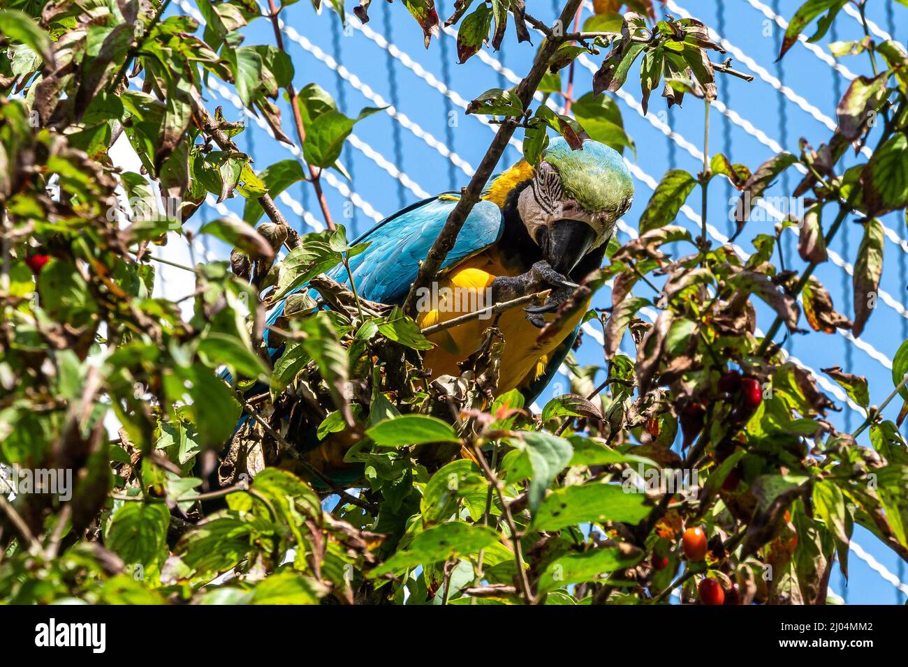 The Blue-and-yellow Macaw, Ara ararauna also known as the blue-and-gold macaw, is a large South ...