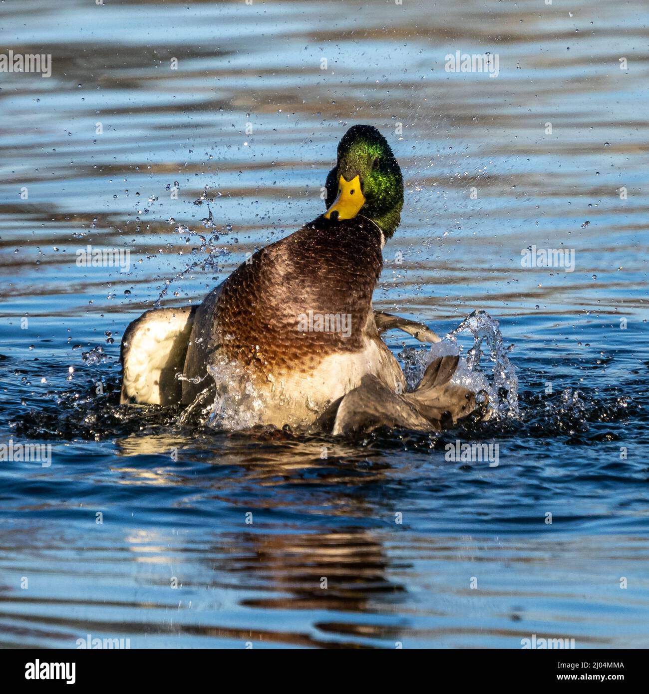 The mallard, Anas platyrhynchos is a dabbling duck. Here swimming in a ...