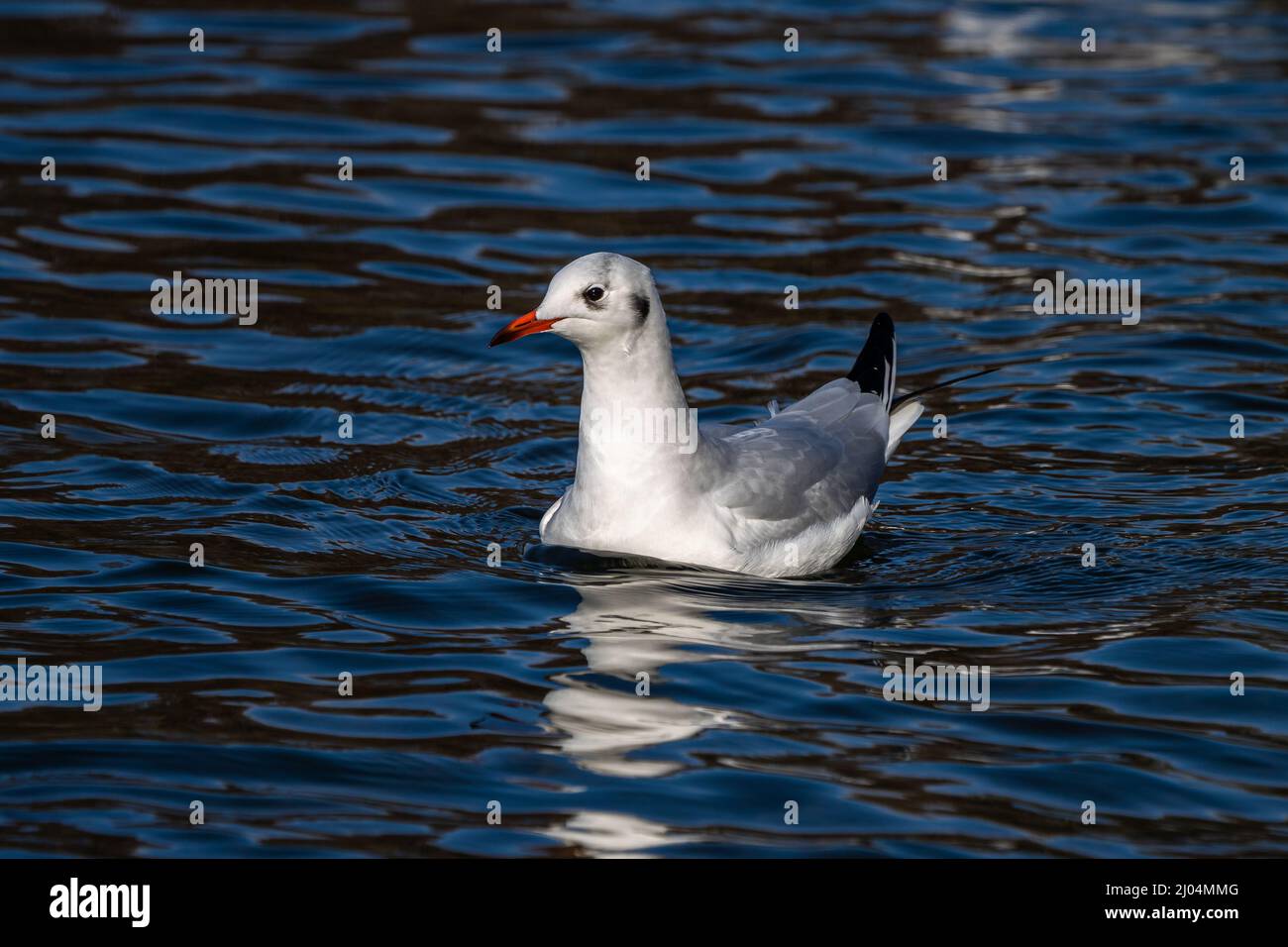 The European Herring Gull, Larus argentatus is a large gull, One of the ...
