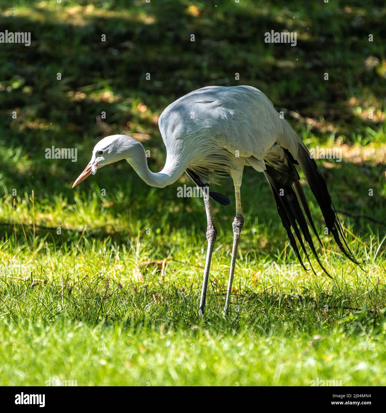 The Blue Crane, Grus paradisea, is an endangered bird specie endemic to ...
