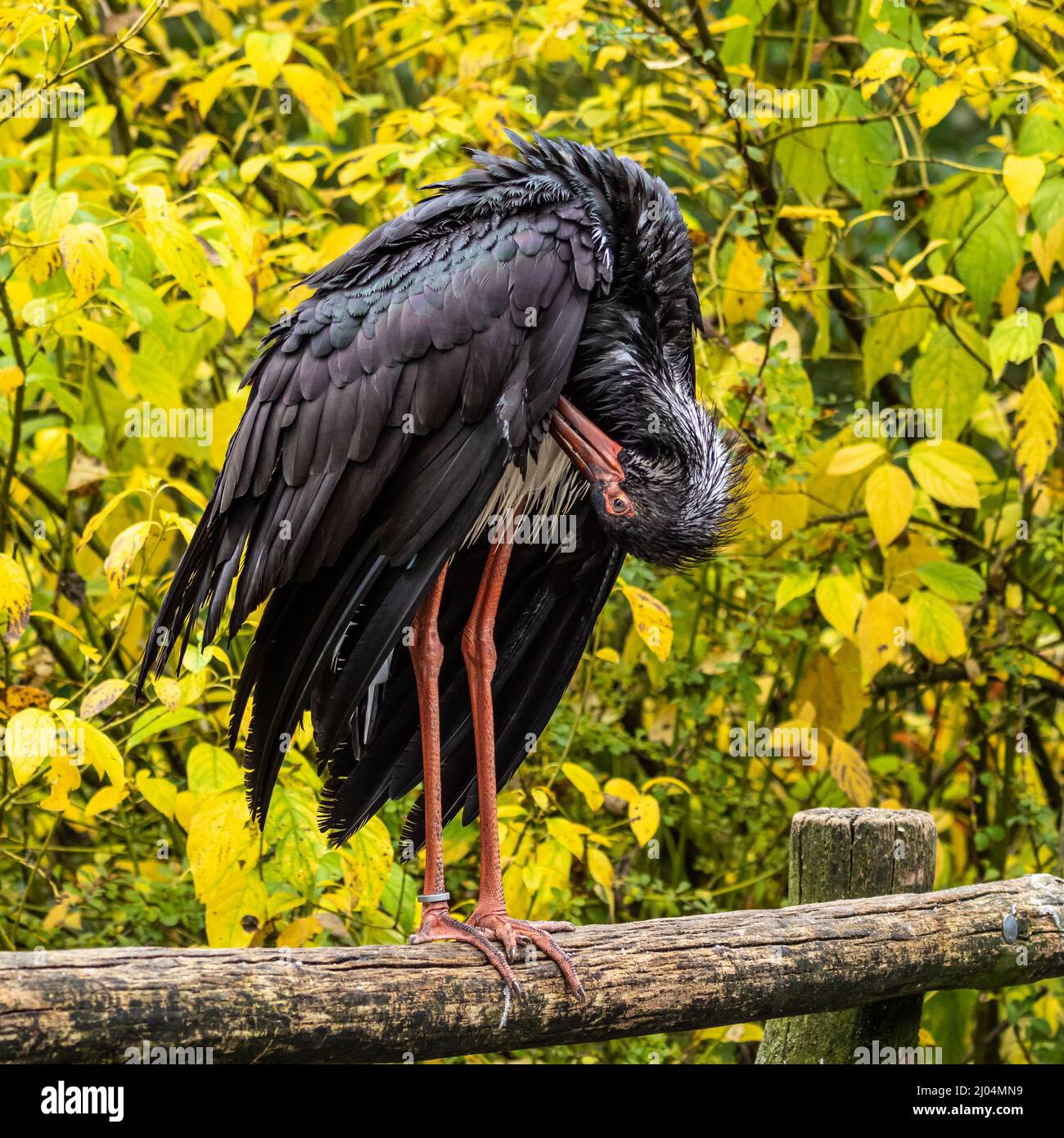 The Black stork, Ciconia nigra is a large bird in the stork family ...