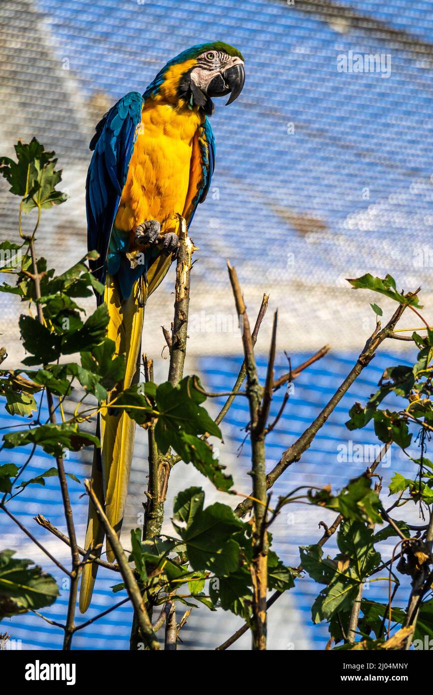 The Blue-and-yellow Macaw, Ara ararauna also known as the blue-and-gold macaw, is a large South ...
