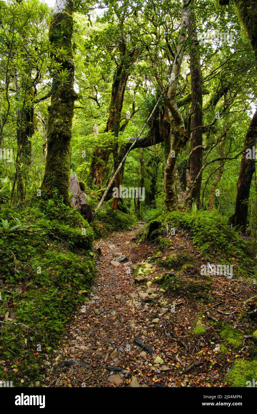 Walking track through the lush temperate rainforest of Tararua Forest ...