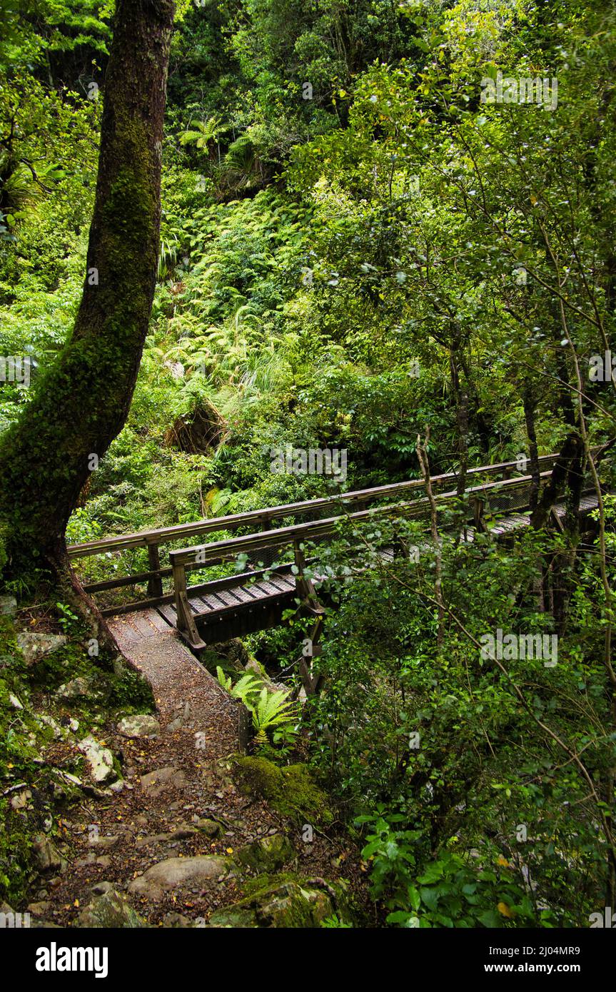 Wooden bridge over a gully in the lush temperate rainforest of Tararua ...