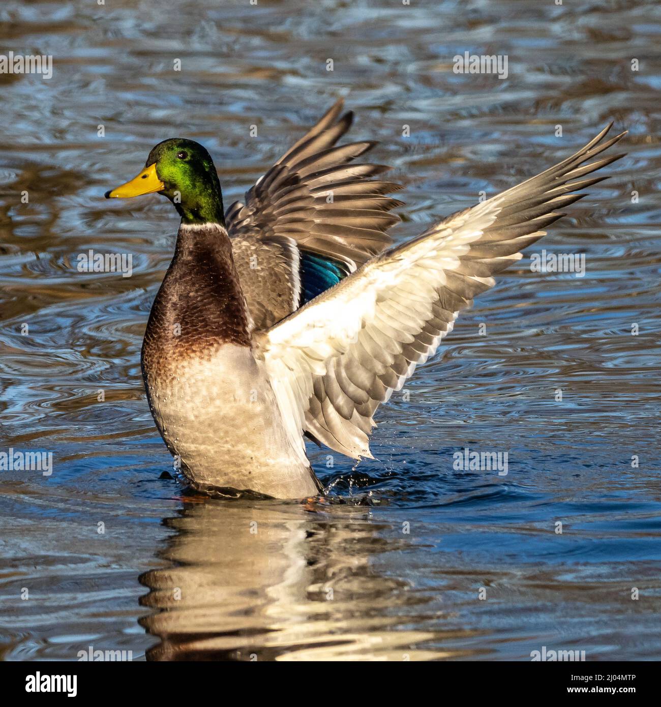 The mallard, Anas platyrhynchos is a dabbling duck. Here swimming in a ...